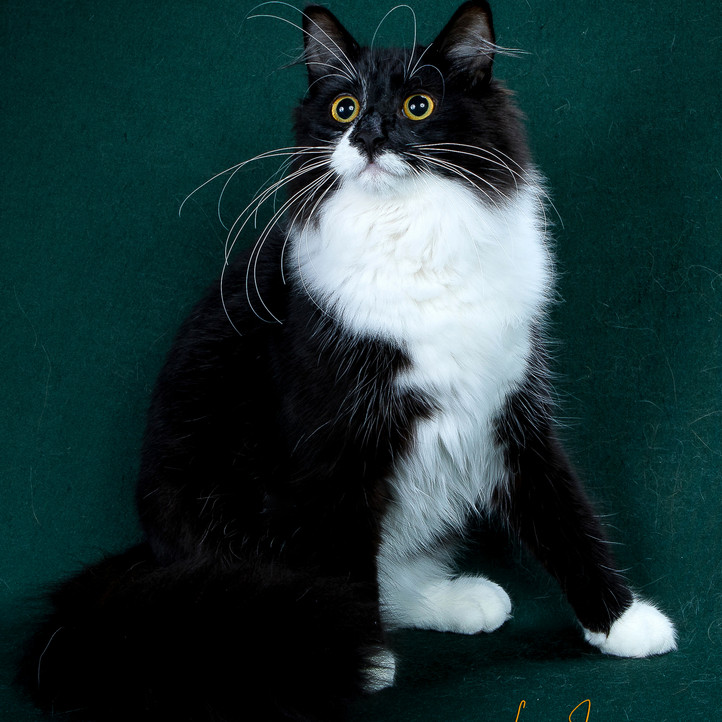 Current Litters | Norwegian Forest Cats by Zion Forest Cattery