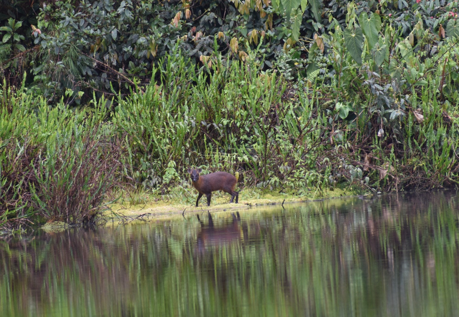 Pudú de Huancabamba, nueva especie de venado descubierto en el norte de ...