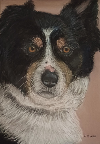 Pat Hunter Border Collie | artwestgallery