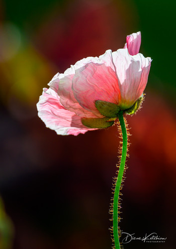 "Pink Poppy" Diana Ketchion | artwestgallery