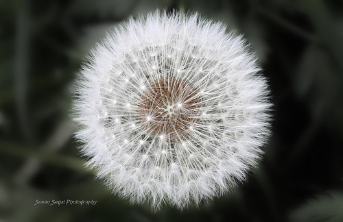 Susan Segal Dandelion | artwestgallery