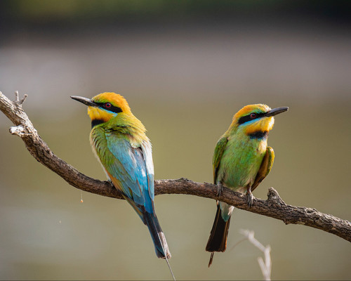 "Rainbow Bee-eaters" Diana Ketchion | artwestgallery