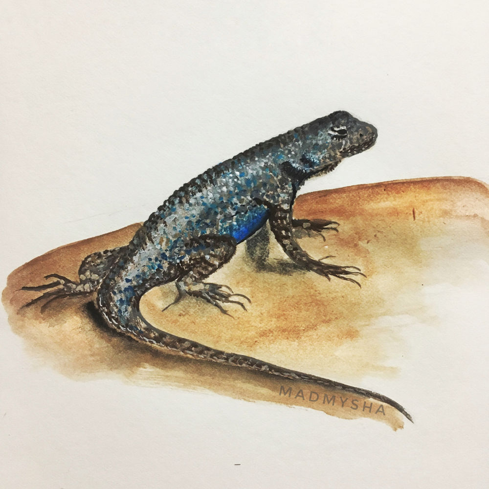 How many eggs do blue belly lizards lay?