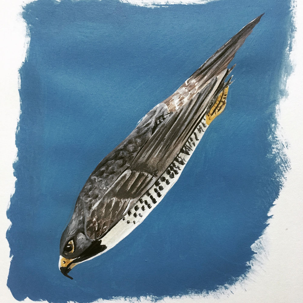 How fast do falcons fly?