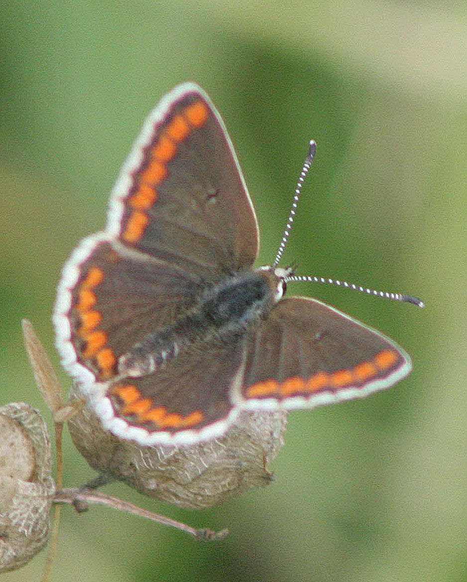 Brill Common Photo Gallery | bvch