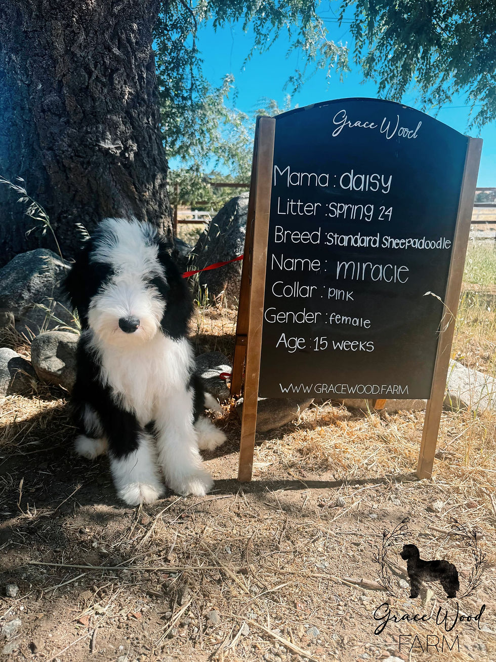 Standard Sheepadoodles | Grace Wood Farm