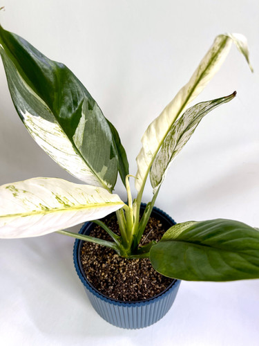 Picasso Peace Lily Plant | Rare Plants