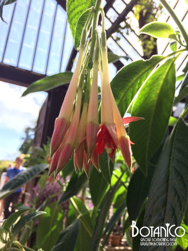 Fuchsia boliviana 'Alba' | Botanico