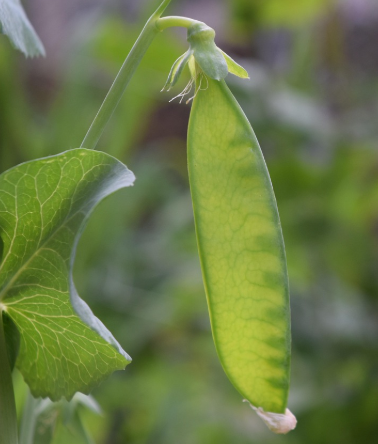Pea Onward | Botanico