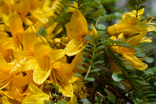 Sophora microphylla 'Dragons Gold' | Botanico