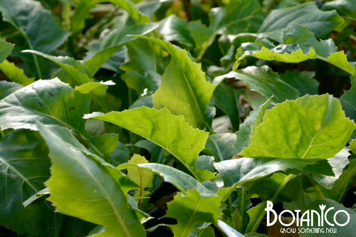 Sonchus fruticosus | Botanico