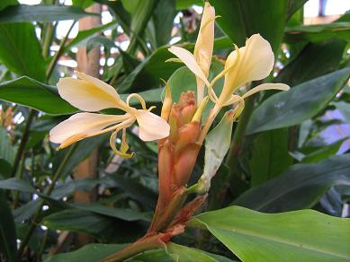 Hedychium flavescens | Botanico