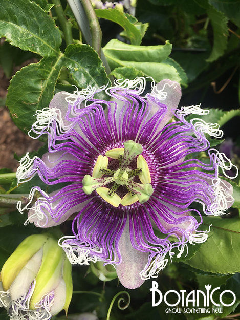 Passiflora edulis | Botanico