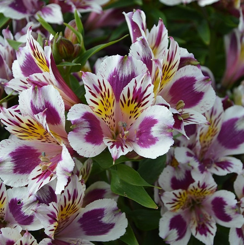 Alstroemeria Inca magic | Botanico