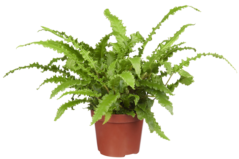 Phyllitis scolopendrium Angustifolia | Botanico