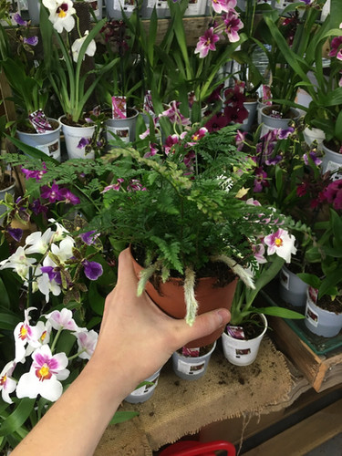 Humata tyermannii | Botanico