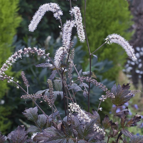 Actaea Queen of Sheba | Botanico