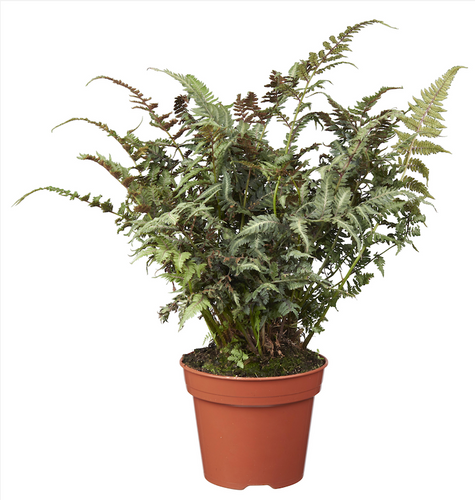 Athyrium nipponicum 'Silver Falls' | Botanico