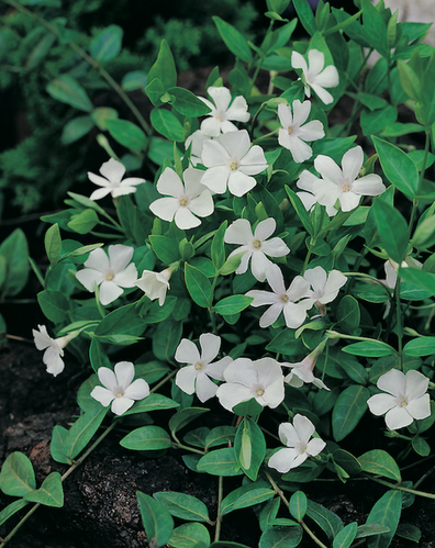 Vinca minor Colada | Botanico