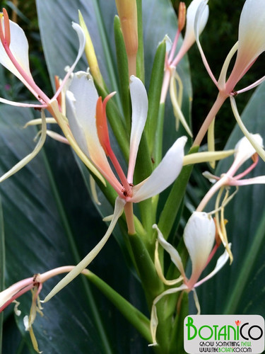 Hedychium forrestii 'Helen Dillon' | Botanico