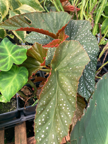 Begonia Lucerna | Botanico