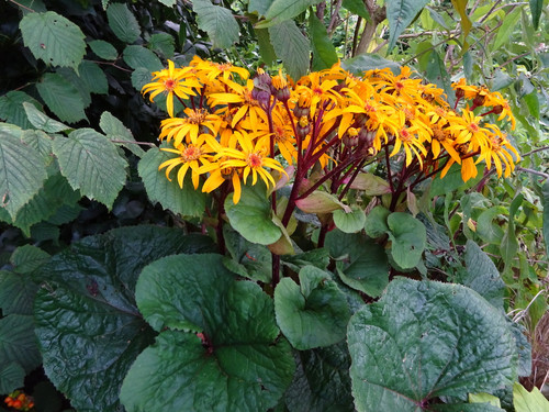 Ligularia Rising Sun | Botanico