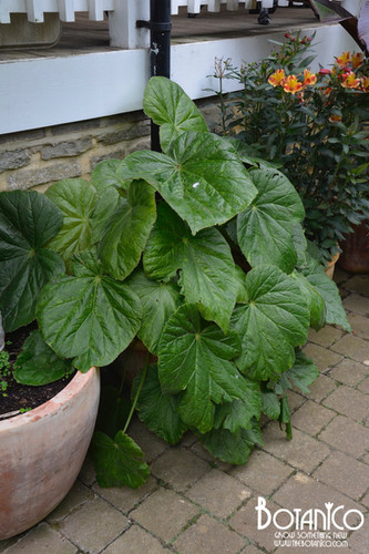 Begonia fusca | Botanico