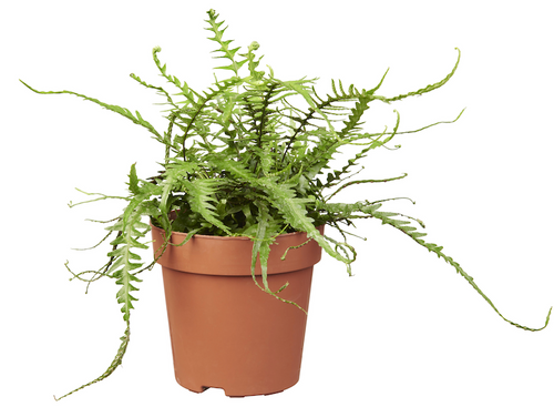 Asplenium ebenoides | Botanico