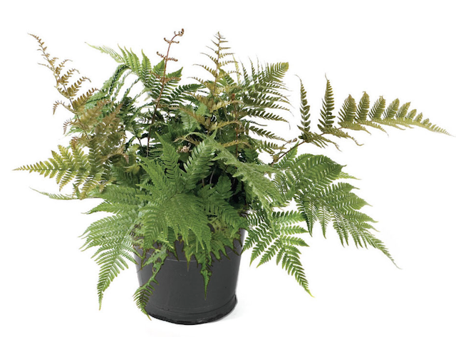 Dryopteris erythrosora Brilliance | Botanico