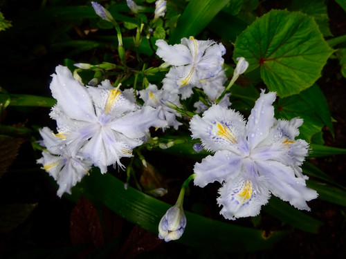 Iris wattii | Botanico