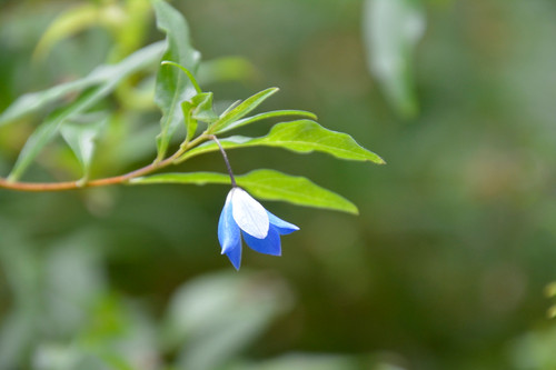 Sollya heterophylla | Botanico