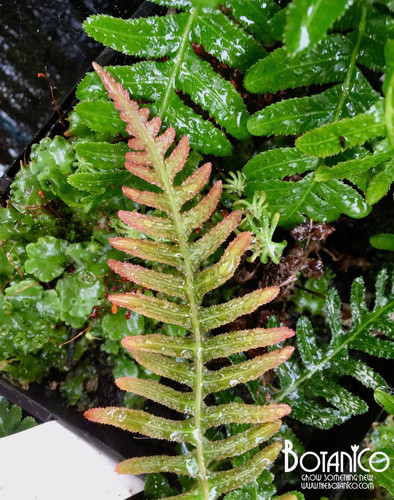 Doodia aspera 'Rough Ruby' | Botanico