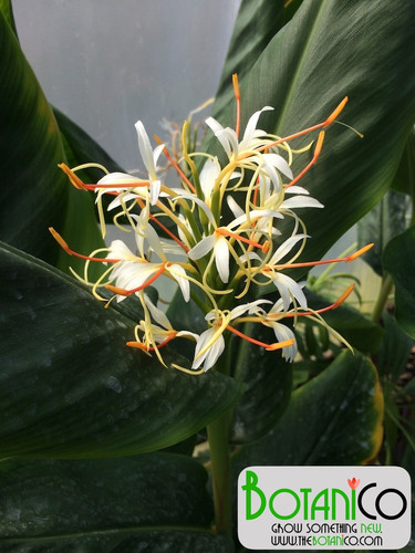 Hedychium yunnanense | Botanico