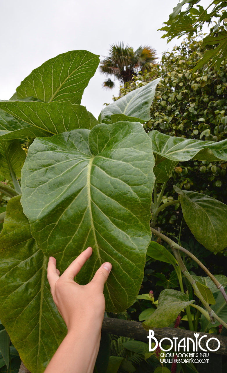 Dendroseris litoralis | Botanico