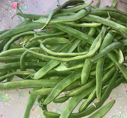Runner Bean 'Lady Di' | Botanico