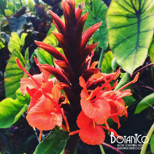 Hedychium rubrum | Botanico