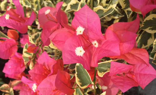 Bougainvillea Bengal Orange Botanico