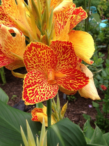 Canna maui punch | Botanico