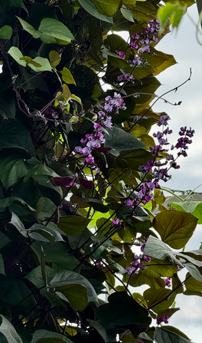 Lablab purpureus | Botanico