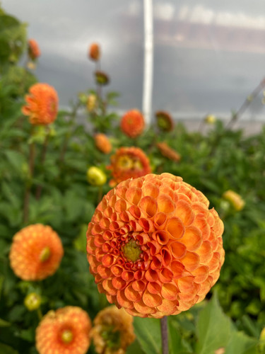 Dahlia 'Bantling' | Botanico