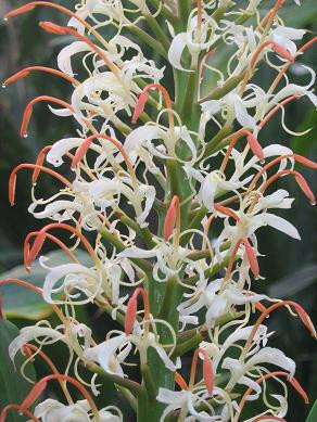 Hedychium gracile | Botanico