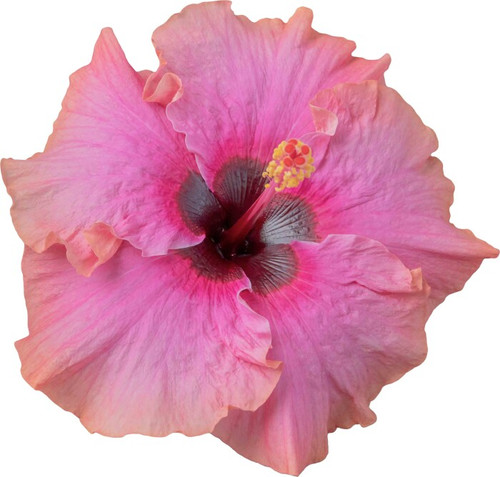 Hibiscus D-Tahiti® Vaiana | Botanico