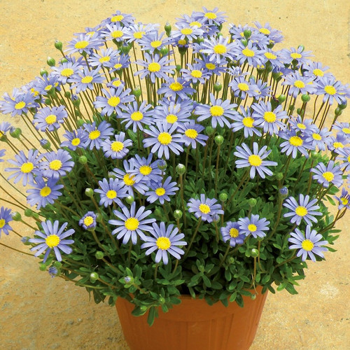 Felicia amelloides felicitara blue | Botanico