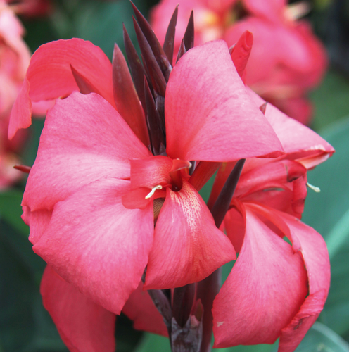 Canna indica Cannova Rose | Botanico