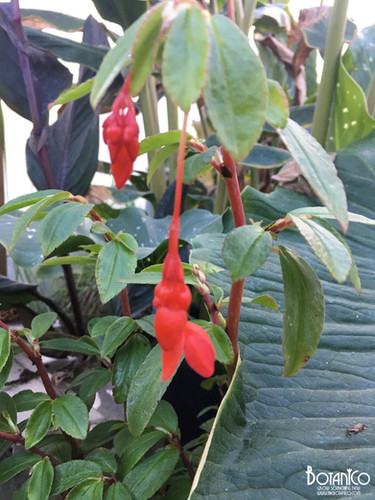 Begonia fuchsioides 'Red Form' | Botanico
