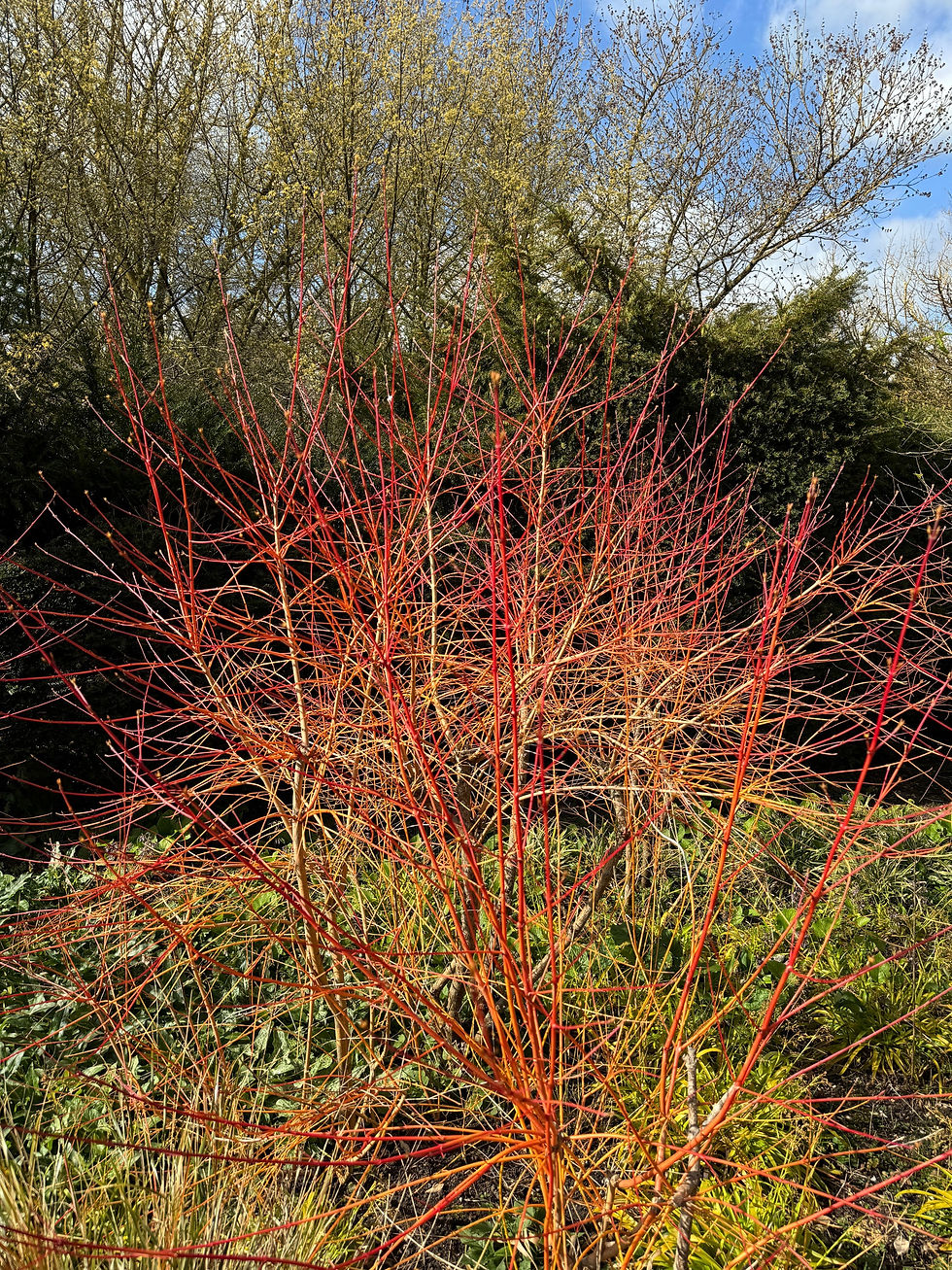 Cornus sanguinea Midwinter Fire | Botanico