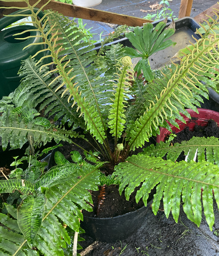 blechnum discolor | Botanico