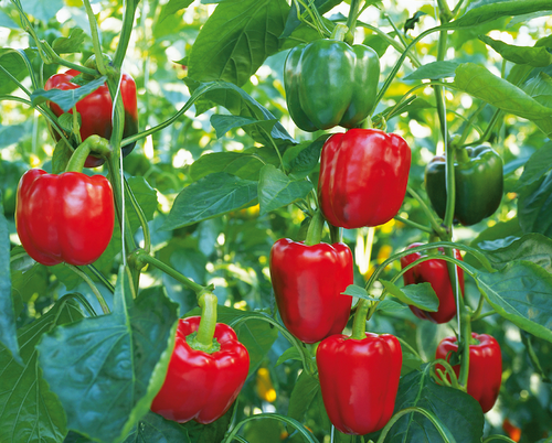 Capsicum annuum Beluga® Red | Botanico