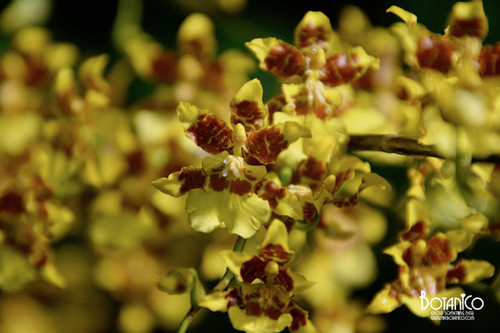 Oncidium varicosum | Botanico