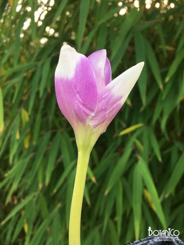 Colchicum 'Harlekijn' | Botanico